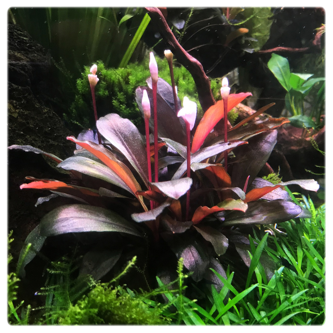 Bucephalandra sp. Serimbu Brown kubek 7cm in vitro Sklep Akwarystyczny.EU